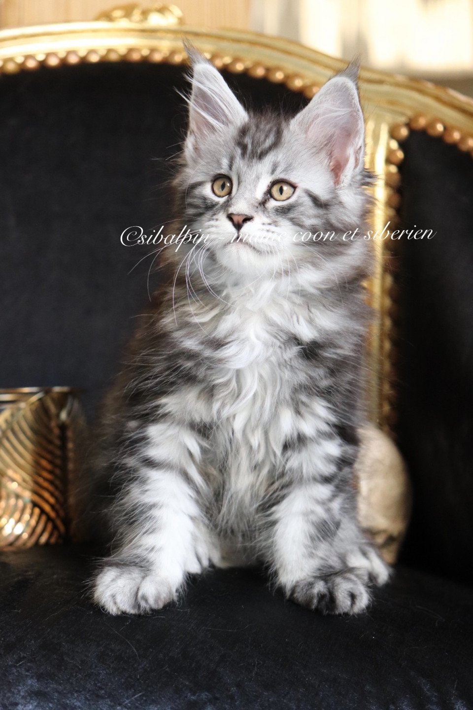 Sibalpin Udipi renommé Under The Shadow - Chaton Maine coon Savoie