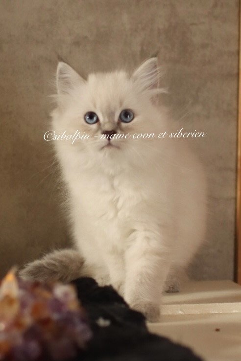 Portée Uppsala Split 2024 : Uppsala Neva Masquerade blue tortie ...