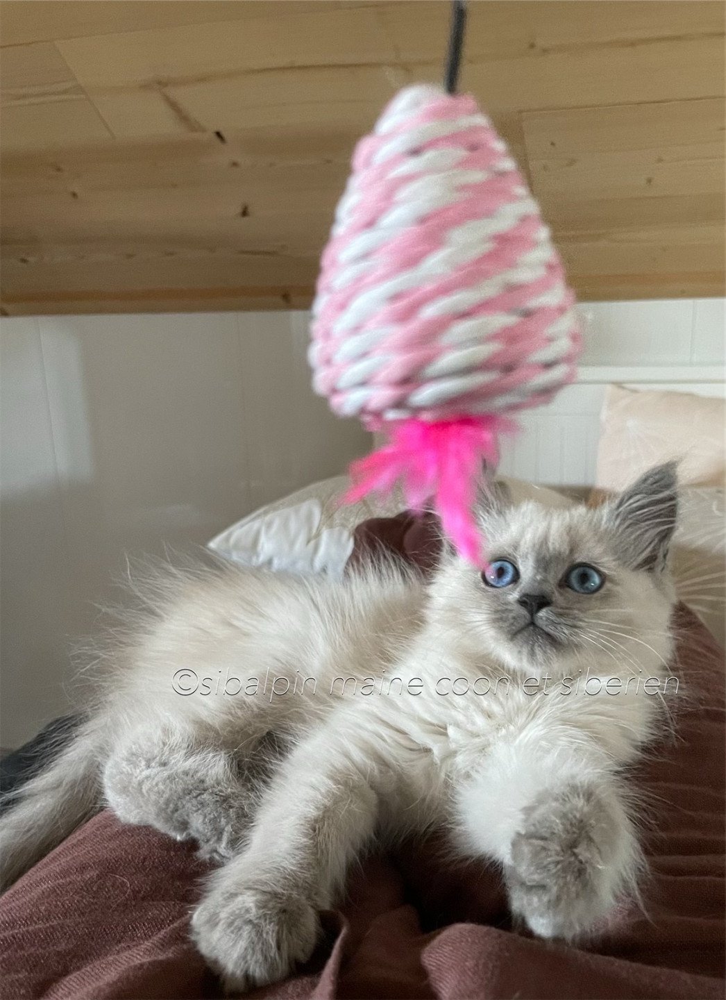 Sib’ florentsiya Targaryen Daenerys - Chat Neva Masquerade Savoie