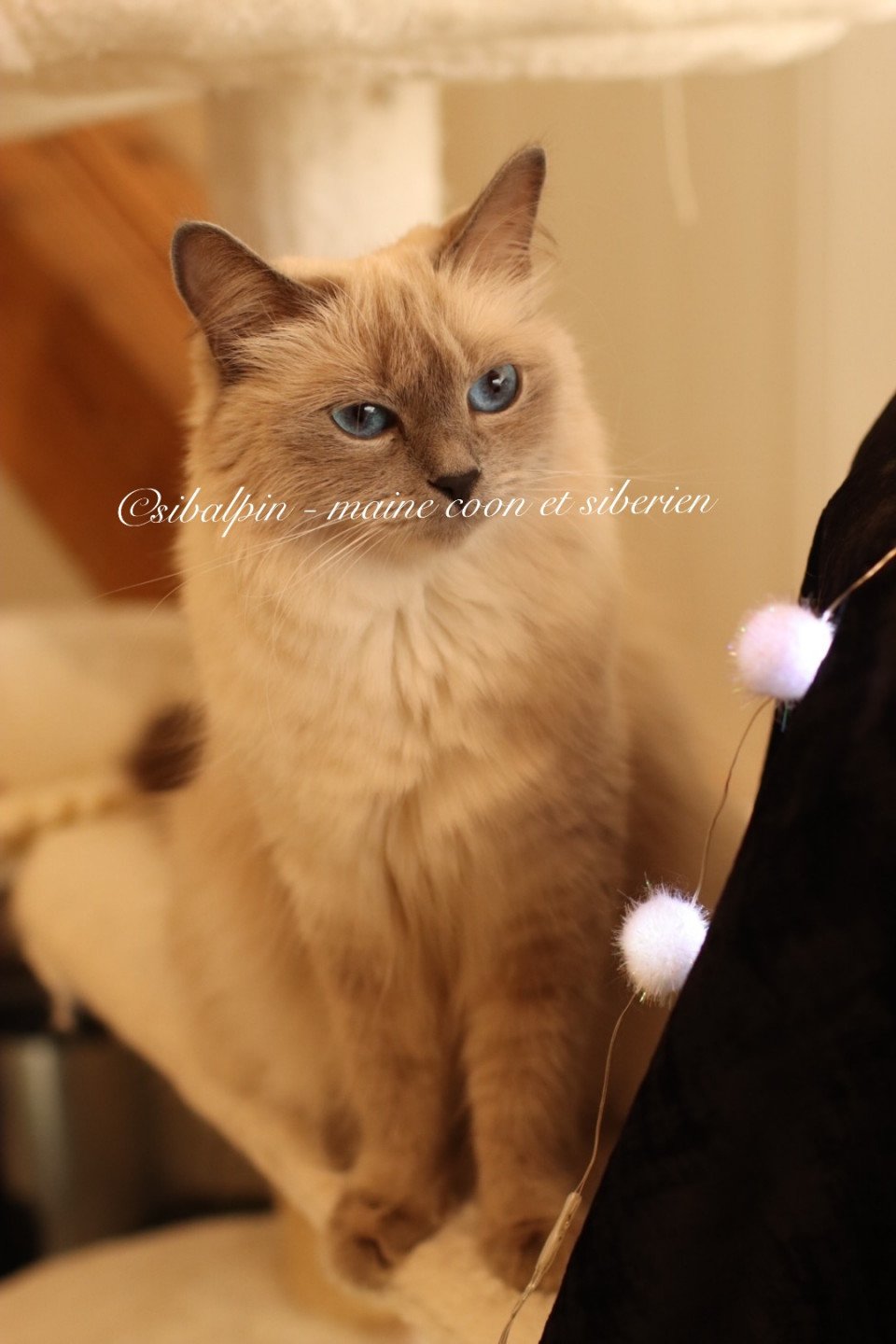 Sib’ florentsiya Targaryen Daenerys - Chat Neva Masquerade Savoie