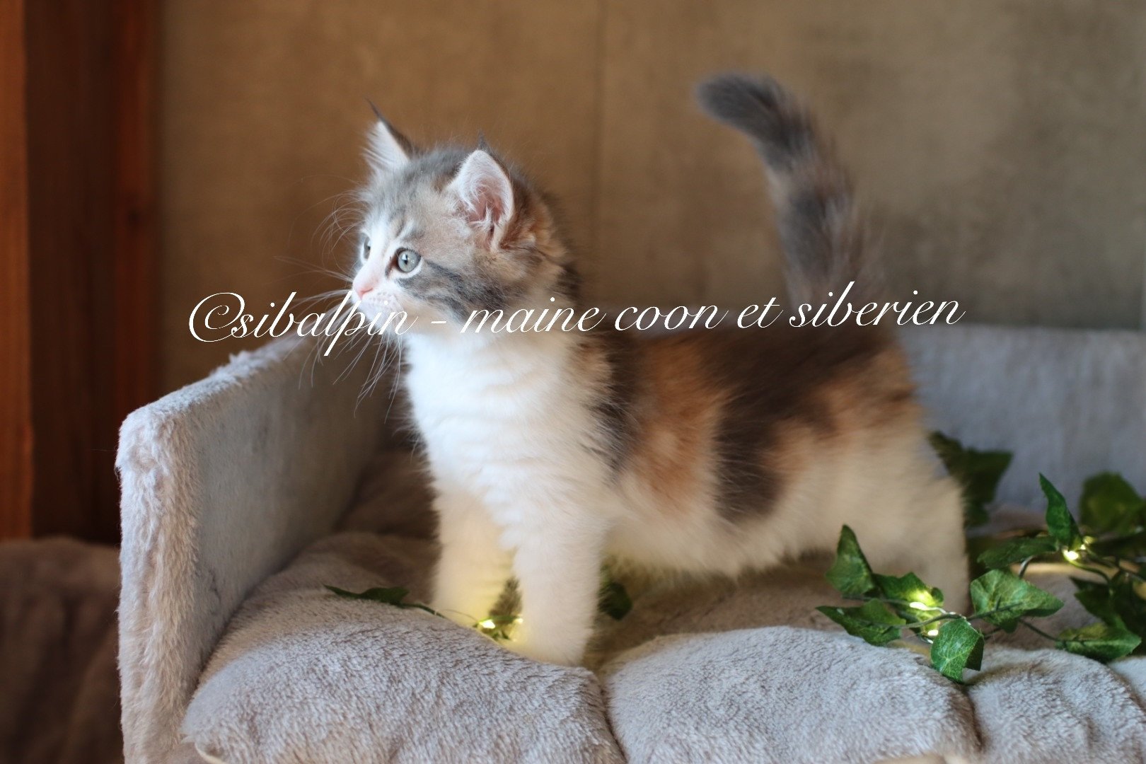 Sibalpin Utopia - Chat Sibérien Savoie | Elevage Sibalpin