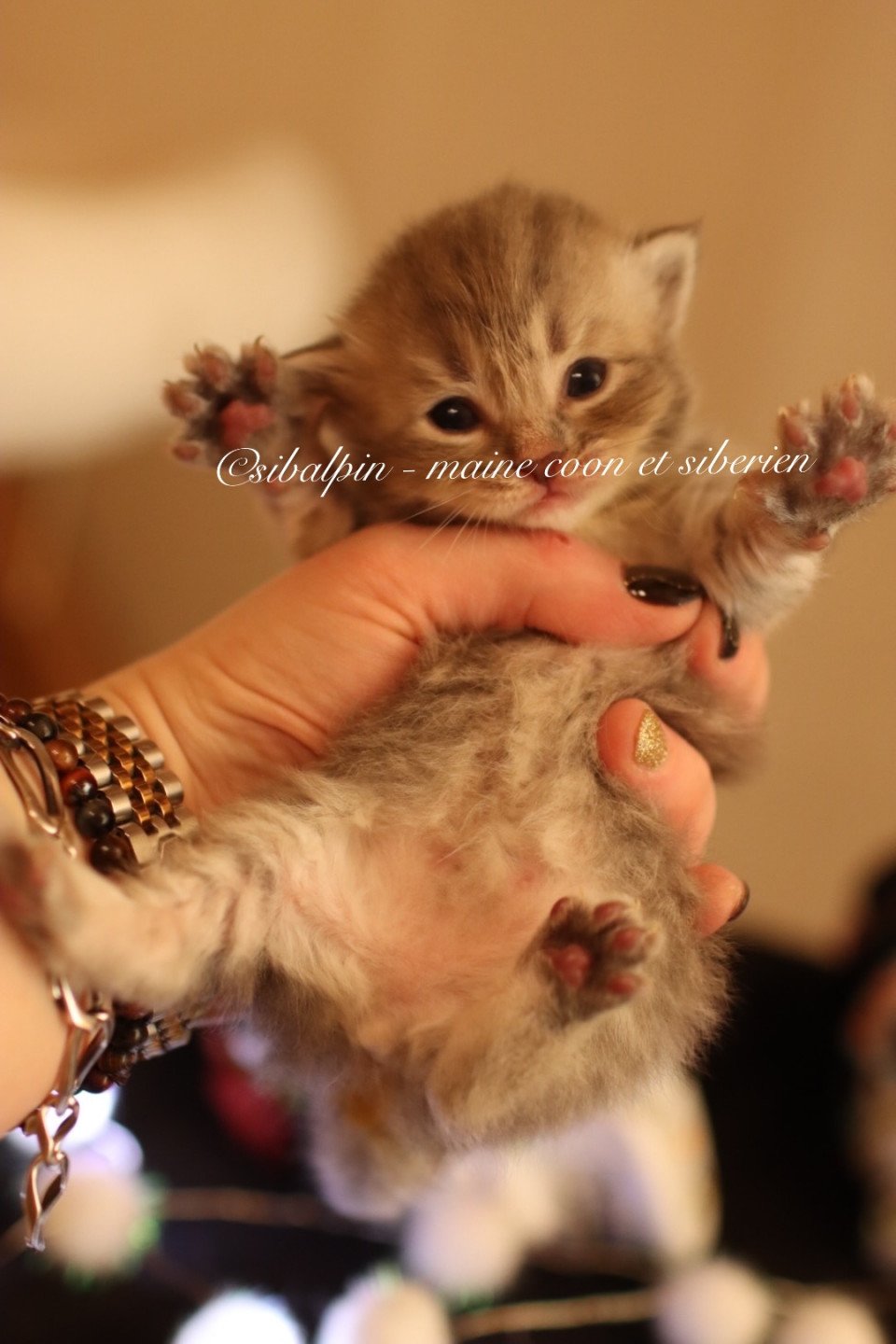 Sibalpin Volga - Chaton Sibérien Savoie | Elevage Sibalpin